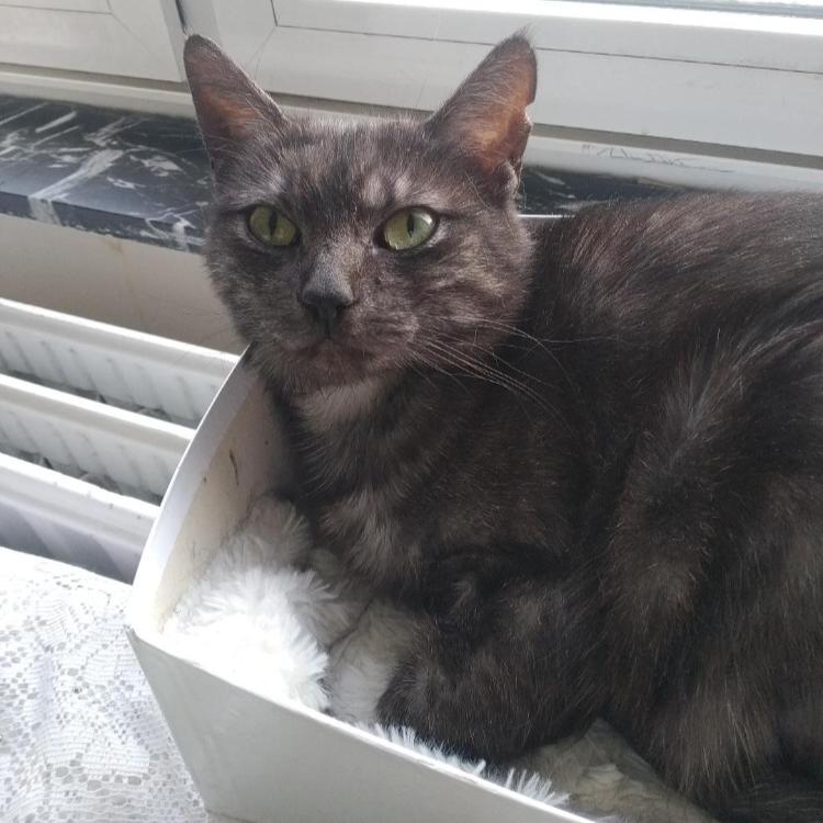 Profil de Amy/Nyx | CatRescue