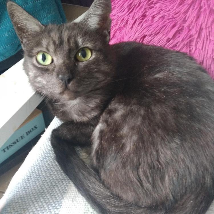 Profil de Amy/Nyx | CatRescue