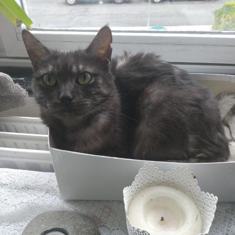 Profil de Amy/Nyx | CatRescue